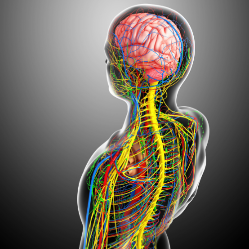 Mozgató idegrendszer - Neurológiai Központ